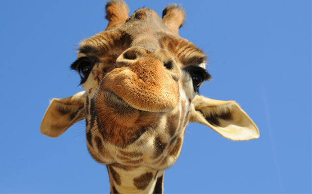 What Sound Does A Giraffe Make?