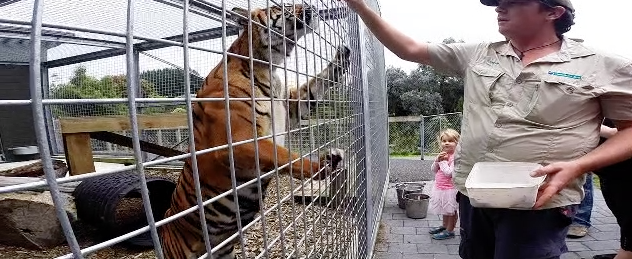 Hamilton Zoo Tiger Encounter
