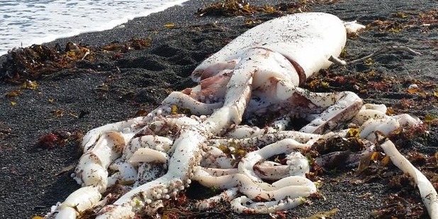 Giant Squid Washes Up On NZ Beach