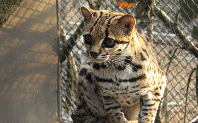 The Most Unusual Cat Species