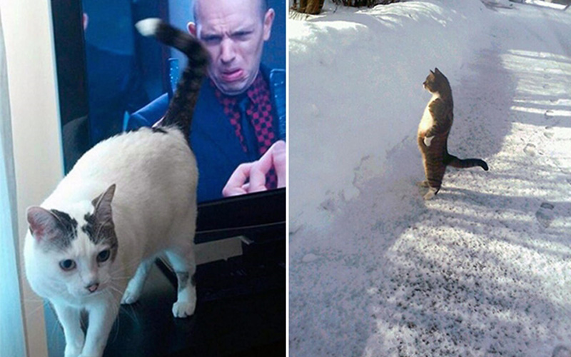 Perfectly Timed Cat Photos