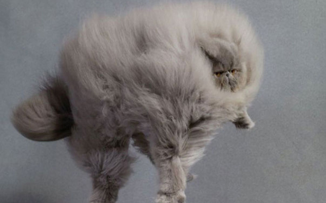 These Photos Of Insanely Fluffy Cats Will Make You Want A Cuddle
