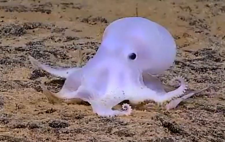 This Just-Discovered Octopus Is Your New Favourite Animal