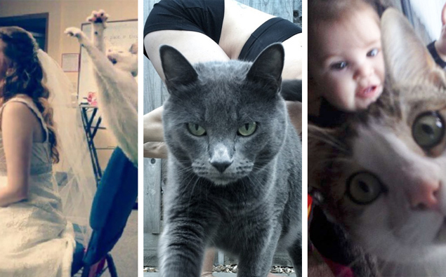 These hilarious snaps of photobombing cats will make your day