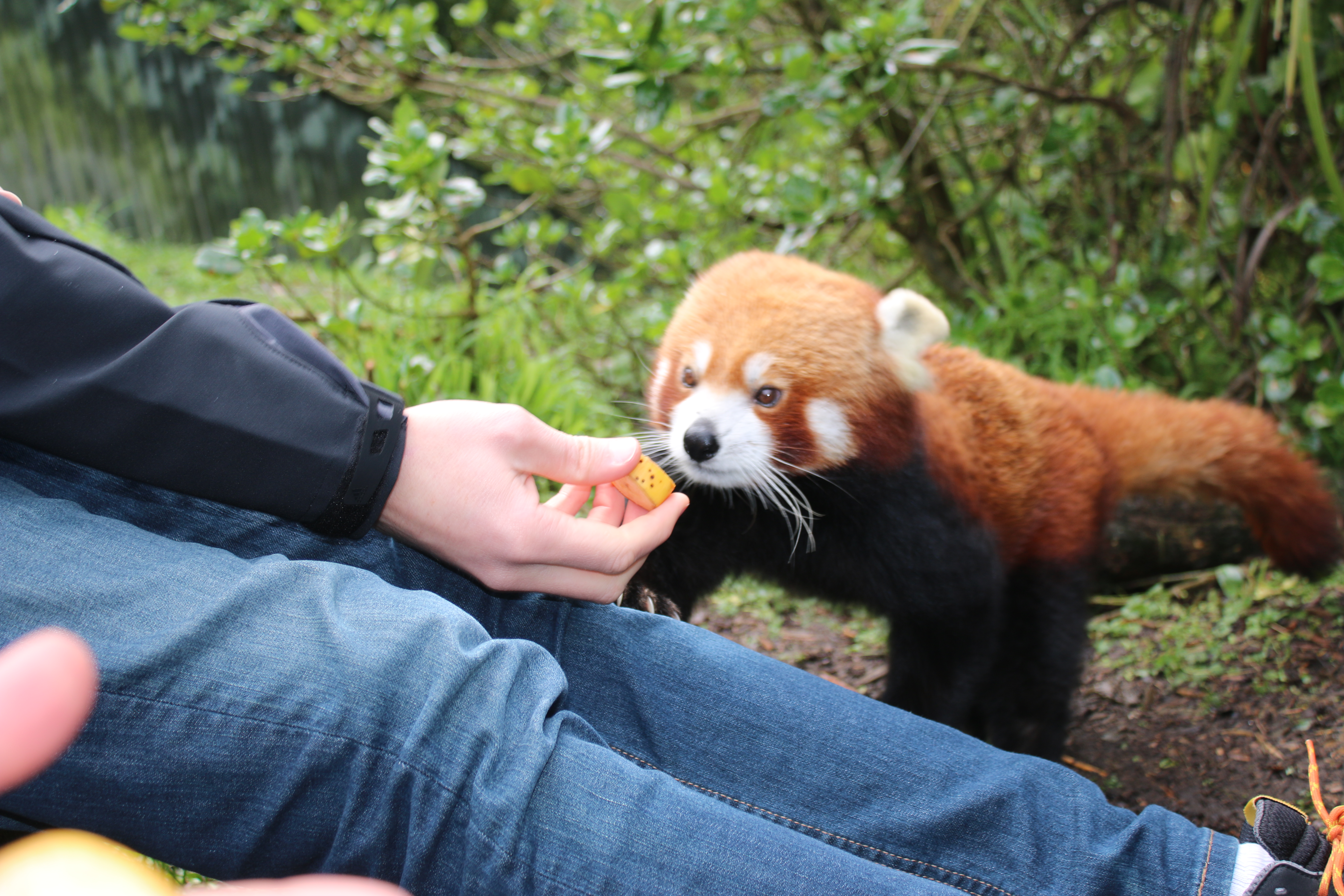 Red Panda Encounter at Wellington Zoo!