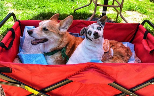These retirement homes for dogs will bring a tear to your eye!