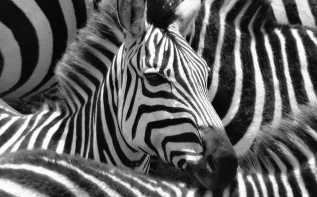 This zebra photo optical illusion has left the internet completely divided