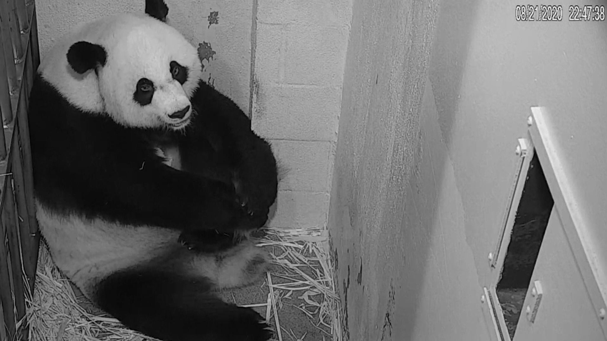 Heartwarming moment a giant panda cub is born goes viral for being so ...