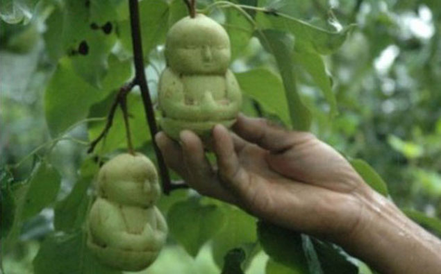 Want To Eat A Pear Shaped Like A Baby?